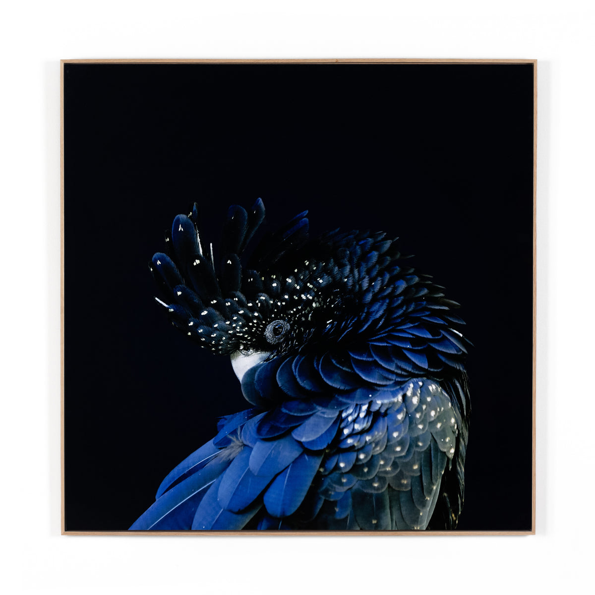Cockatoo Art – Black Rooster Decor